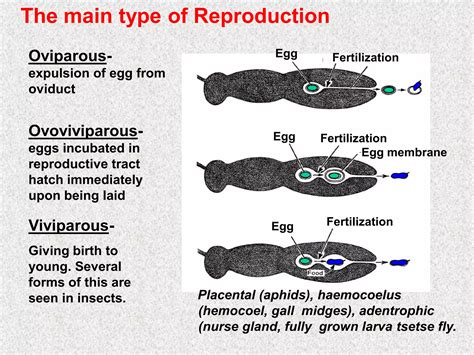 Pra Embryonic And Post Embryonic Development In Insect Pdf
