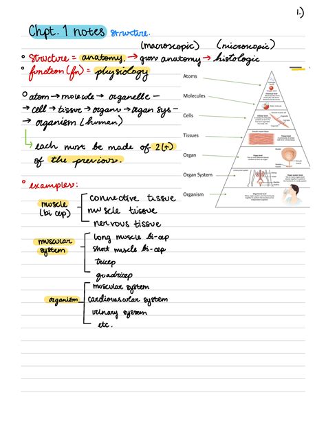 Anatomy Introduction Notes And Pictures Over Basic Cell Structure Anatomical Positions
