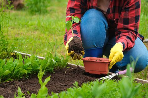 肥沃な土壌に若い野菜植物を苗木する庭師の手黄色い手袋と赤いシャツを着た女性の手はガーデニングです地面に唐辛子を植える女性農家有機栽培 1人