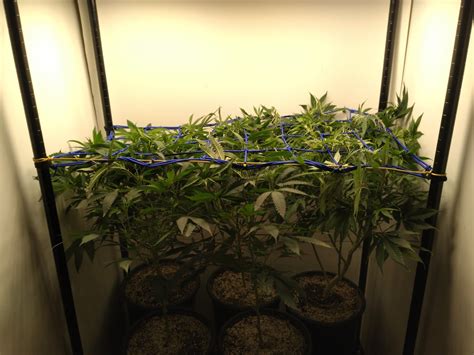 Scrog And Lst Methods And Techniques Grow Support Ilgm Forum