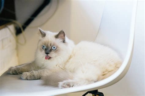 Male Cat Before And After Neutering Rexipets