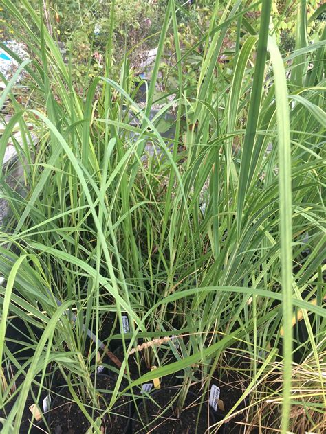Spartina Pectinata ‘aureomarginata Prairie Cordgrass 2 Gallon