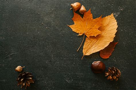 어두운 질감의 표면에 마른 잎 도토리 솔방울 밤나무가 있는 가을 구성 가을 장식 또는 배경을 위한 자연스러운 계절 요소 0명에 대한 스톡 사진 및 기타 이미지 Istock