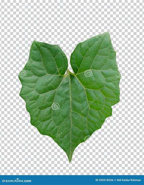 A Single Green Tree Leaves On A White Background Green Green Leaf