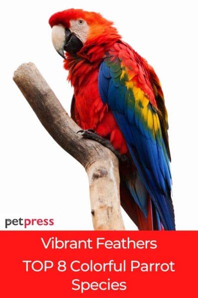 Vibrant Feathers Top 8 Colorful Parrot Species
