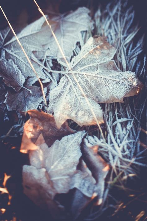 Frozen Leaves Patterns In Nature Nature Photography Autumn Leaves