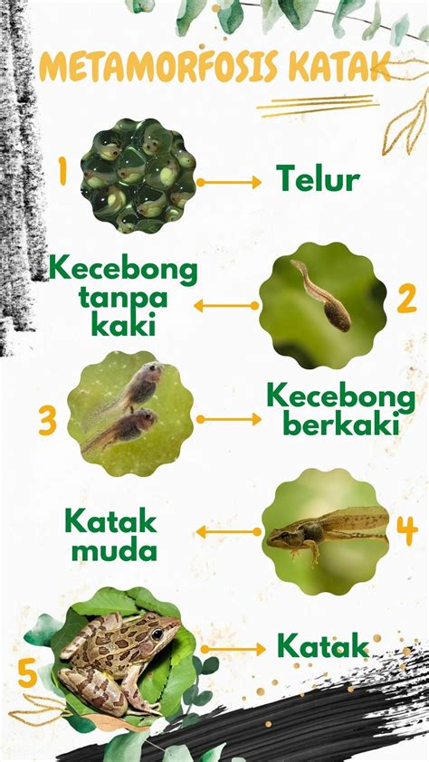 Pengertian Contoh Metamorfosis Sempurna Tidak Sempurna Artofit