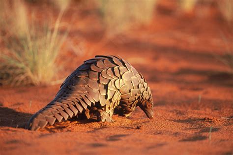 5 Things You Didnt Know About The Pangolin African Wildlife Foundation