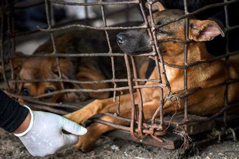 What Countries Still Eat Dogs