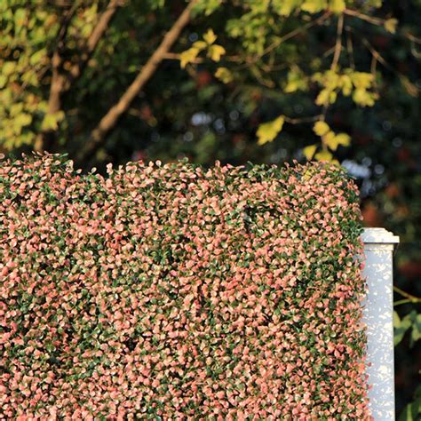 Wholesale Artificial Boxwood Panels Faux Boxwood Mats From Sunwing