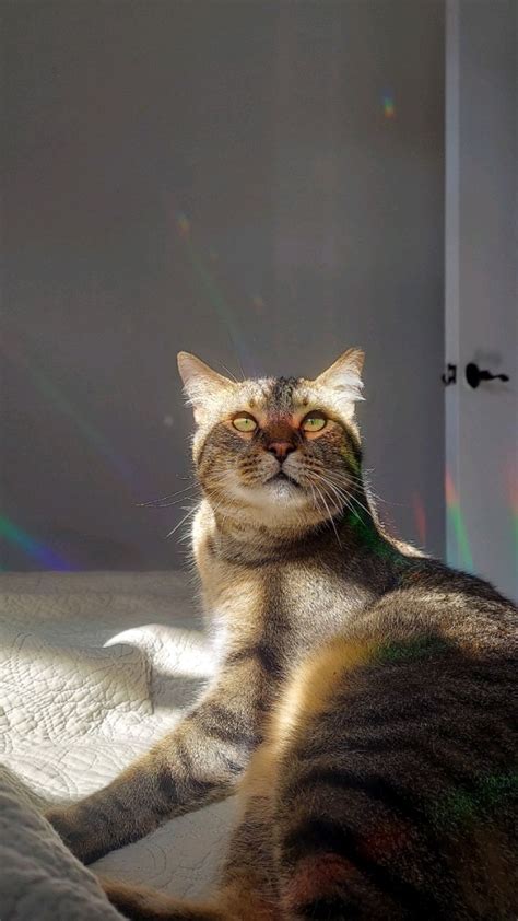 Cat Aesthetic Pet Inspo Cute Cat Pets Aesthetic Sun Catchers Sun
