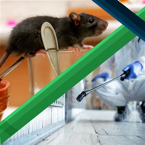 Rodent Control Treatment Services National Pest Control