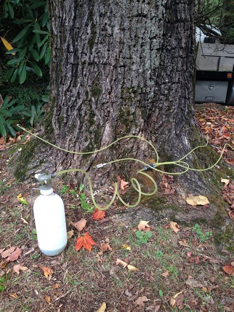 Organic Pest And Disease Control Appalachian Tree Care