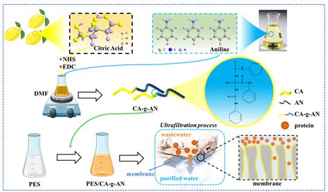 Molecules Free Full Text Amphiphilic Grafted Polymers Based On Citric Acid And Aniline Used