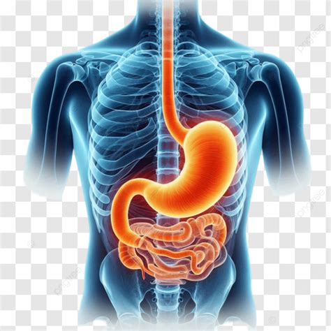 3d 인간의 위는 몸 안에 있고 투명한 배경 위에 있습니다 3d 인간의 위는 몸 안에 있고 투명한 배경에 있습니다 인간 해부학 위 인간의 장기 Png 일러스트 및