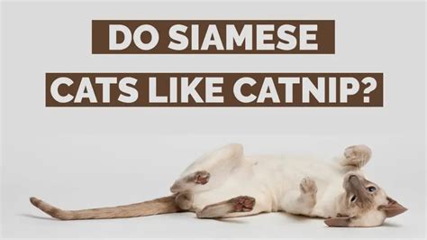 Do Siamese Cats Like Catnip Catnip Impact On Siamese Cats
