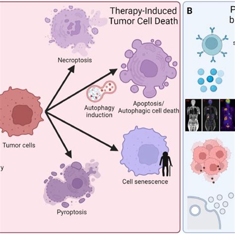 Schematic Depiction Of Different Cell Fates And Potential Biomarkers Of