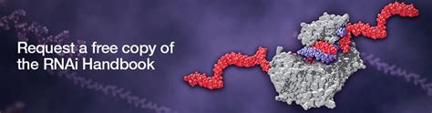 Rnai Handbook Thermo Fisher Scientific Us