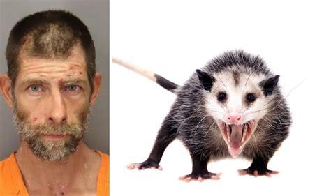 Man Arrested For Defecating On Dead Possum In Street During Rush Hour