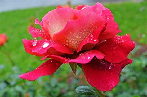 Pin By Flashspot Travel On Flickr Rose Flowers Plants