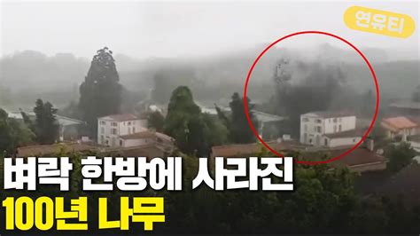 100년 된 나무가 있었는데요순식간에 사라졌습니다 Youtube