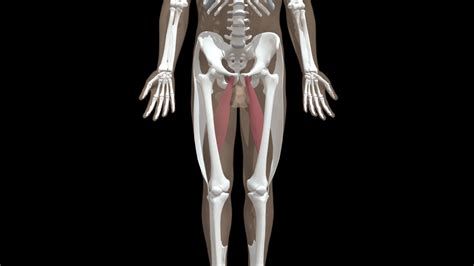 Adductor Longus Download Free 3d Model By Mary Orczykowski