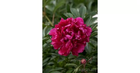 Peony Lactiflora General MacMahon Bilscy Info