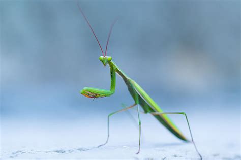 草原のヒットマン”カマキリは肉食昆虫【鈴木杏樹のいってらっしゃい】 ニッポン放送 News Online