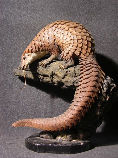 Tree Pangolin Brighton And Hove Museums