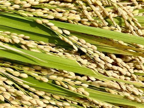 令和6年産【にじのきらめき白米5kg】一般栽培：新潟県産のお米｜食べチョク｜産地直送産直お取り寄せ通販 農家・漁師から旬の食材を直送
