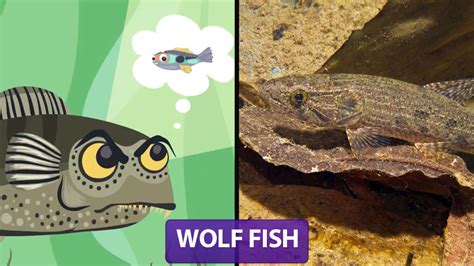 Guppy Guppy Evolution An Interactive Storybook About Evolution