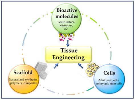 Bioengineering Special Issue Advances In Tissue Engineering And