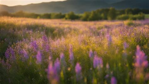 What Is Musk Perfume Exploring The Allure And Origins Of Musk