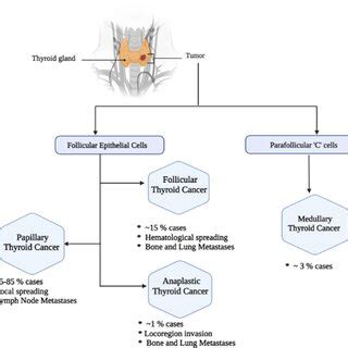 Types Of Thyroid Cancer Created With BioRender Com Download Scientific Diagram