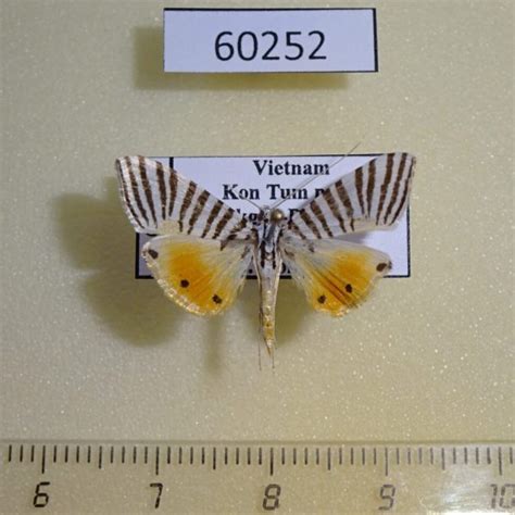 Crambidae Dichocrocis Zebralis Vietnam Fareastinsects