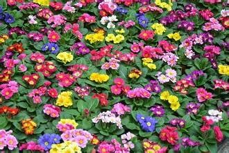 如何養好報春花 每日頭條