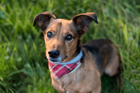 Jack Russell Terrier Dachshund Mix Breed Info Temperament And Facts