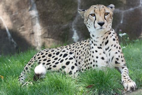 Gepard Foto And Bild Natur Zoo Wildlife Bilder Auf Fotocommunity