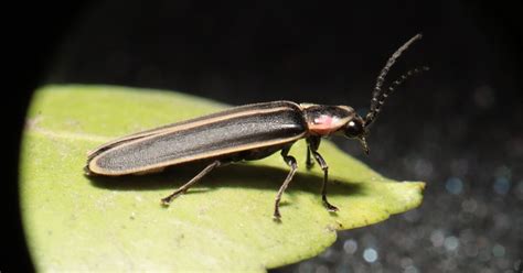 Firefly Pupa