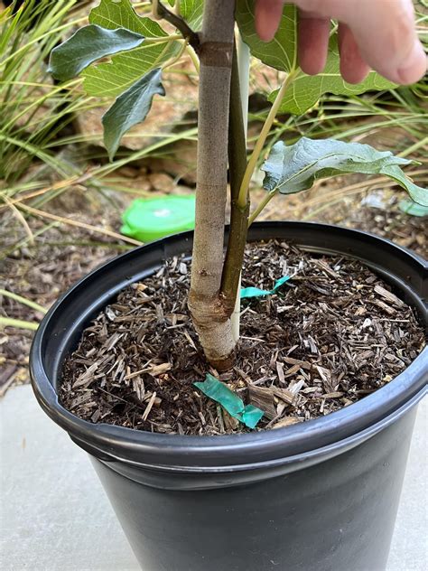 First Fig Tree Pruning Questions Rfigs