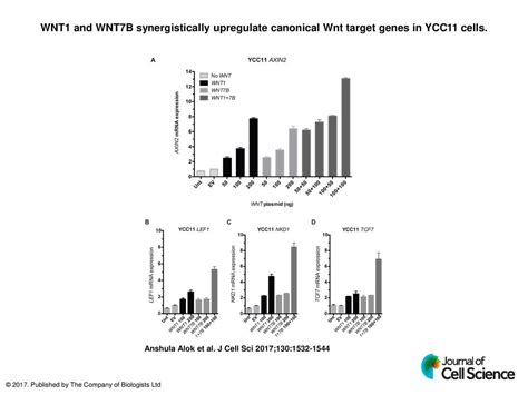 Wnt And Wnt B Synergistically Upregulate Canonical Wnt Target Genes In