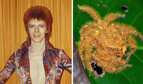Spider That Looks Like David Bowie Is Named After Him Nature News