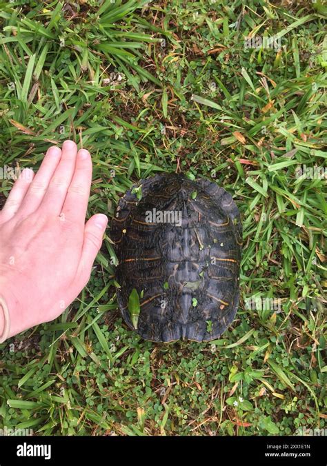 Pond Slider Trachemys Scripta Reptilia Stock Photo Alamy