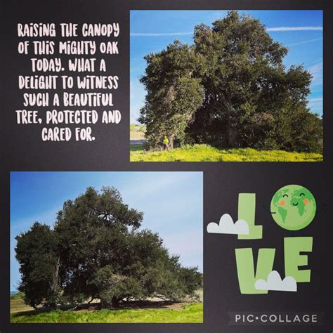 Silvia Jauregui On Linkedin Treework Certified Arborist Oaktree