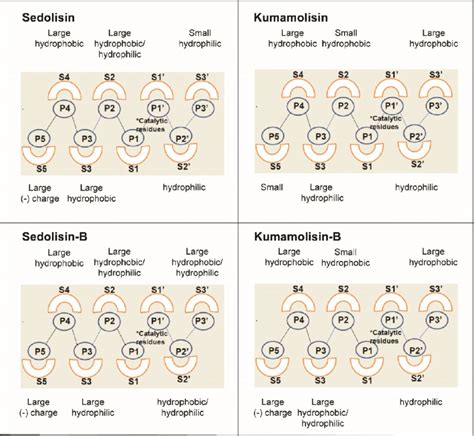 Schematic Structures Of The Substrate Binding Subsites In Sedolisin