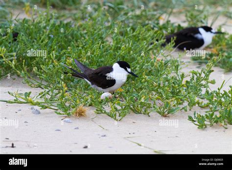 Sooty Tern With Egg On Blinky Beach Lord Howe Island Australia Stock