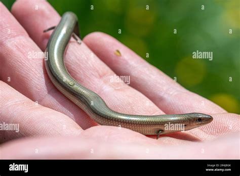 Italian Three Toed Skink Chalcides Chalcides A Species Of Lizard