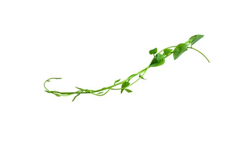 心形綠葉扭曲比納洪植物草藥隔離在白色背景與剪貼路徑包括花德薩因高清圖像和大解析度可用的桌布 照片檔及更多 健保和醫療 照片 健保和醫療
