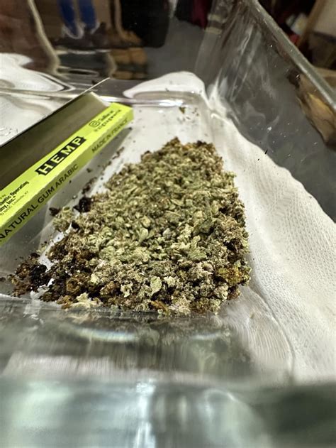 Roach Weedblackberry Firelondon Lb Mints Tryin To Eradicate A