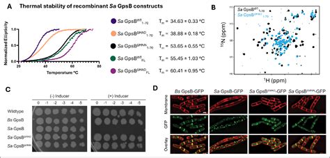 Figure From Staphylococcus Aureus Ftsz And Pbp Bind To The